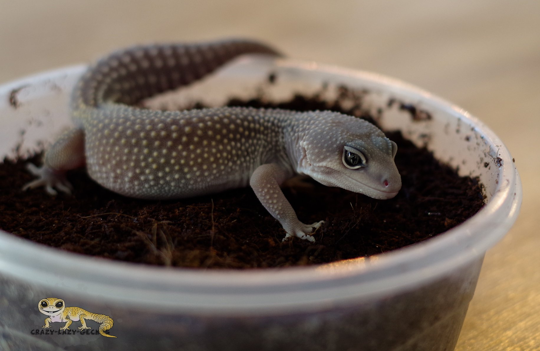 Nachzuchten 2022 - crazy-lazy-geckoss Webseite!