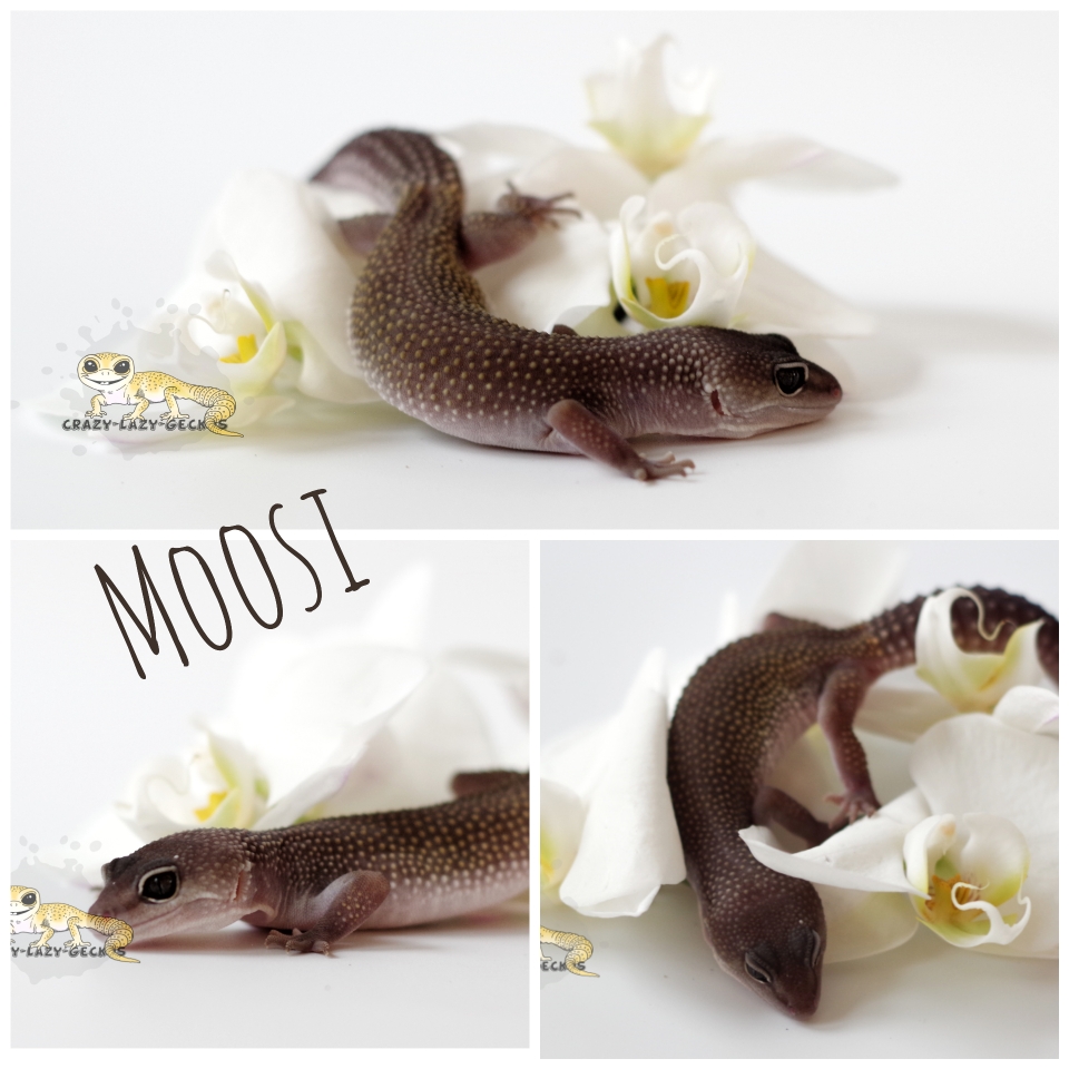 midnight blizzard gecko