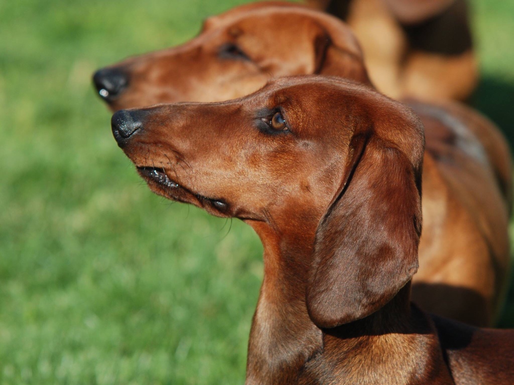 Startseite - Dackelklub Sektion Wendelstein