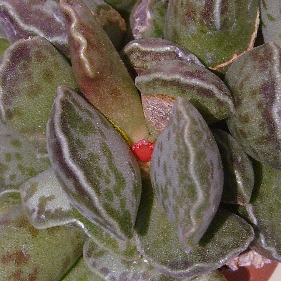 Adromischus cooperi - Fotogalerie - Kakteen und Sukkulente im ...