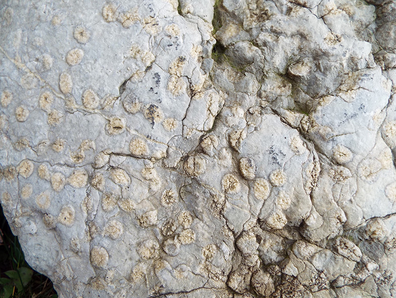 Kalkstein - Geoloogi