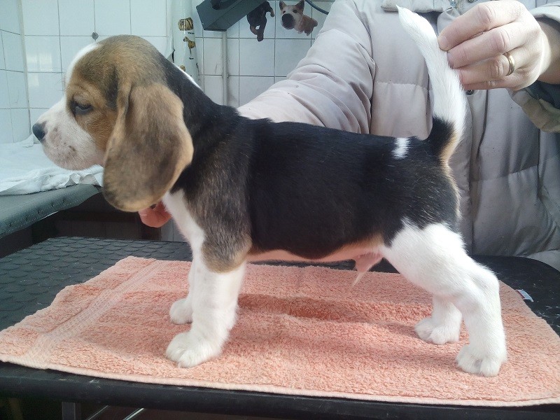 cuccioli beagle - Beagle cuccioli