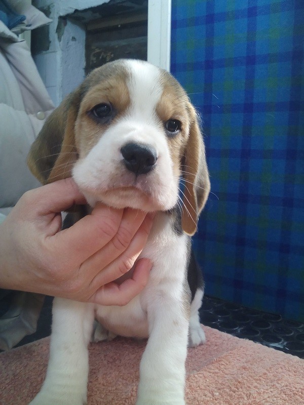 cuccioli beagle - Beagle cuccioli