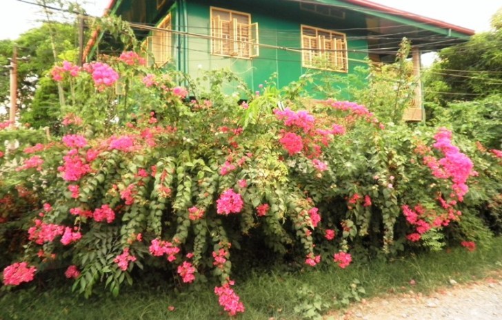 Flowers of the Philippines - Hearts Philippines & Then Some