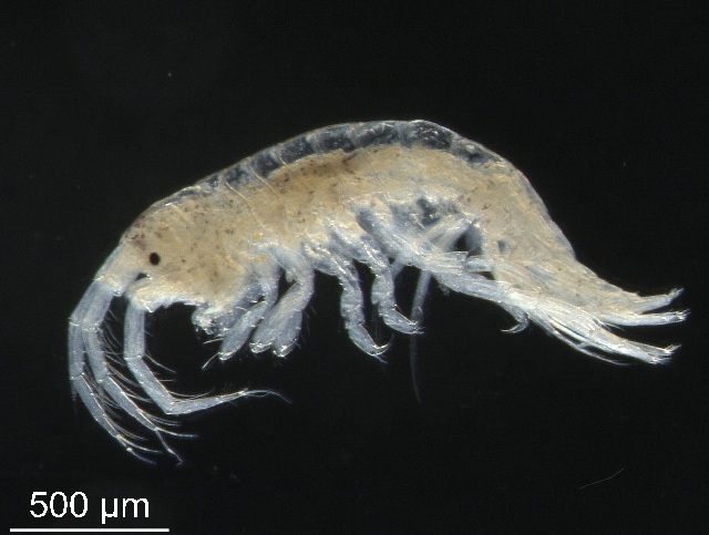 The first set of microsatellite markers for the amphipod Cymadusa ...