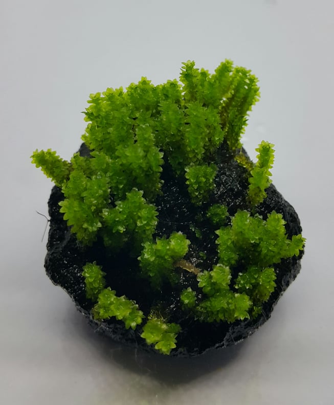 Distichophyllum sp. auf Lava 9,99€ - shrimpfarm-frankfurt.de