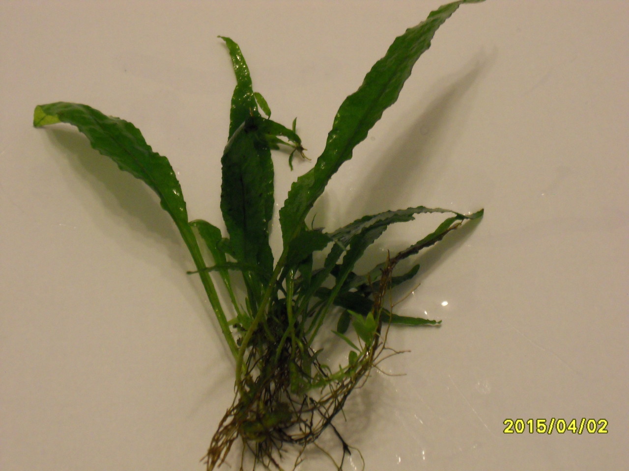 Javafarn Microsorom pteropus 3-4 Rhizome (ShrimpfarmFFM) - shrimpfarm ...