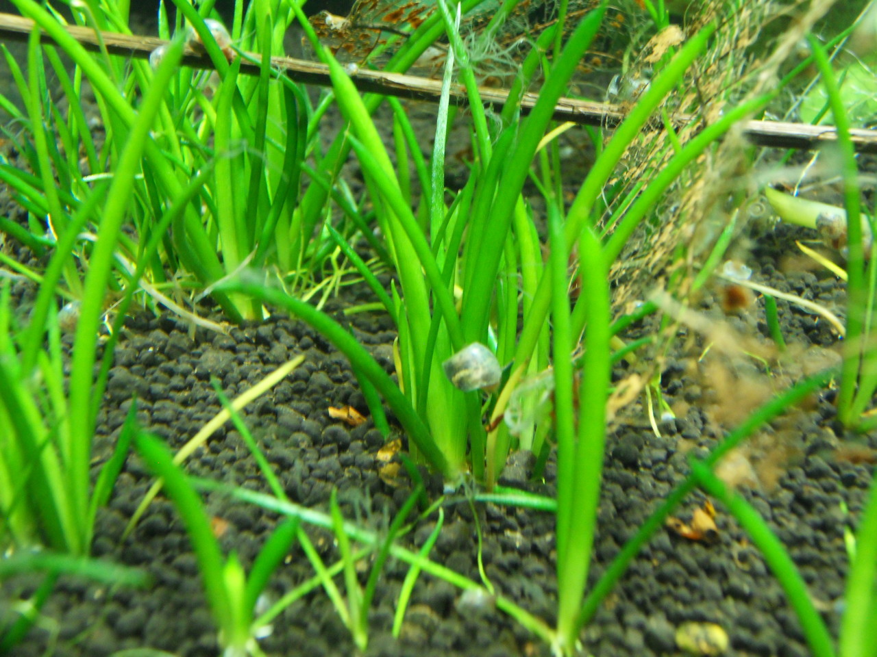 Kleiner Strandling littorella uniflora - shrimpfarm-frankfurt.de