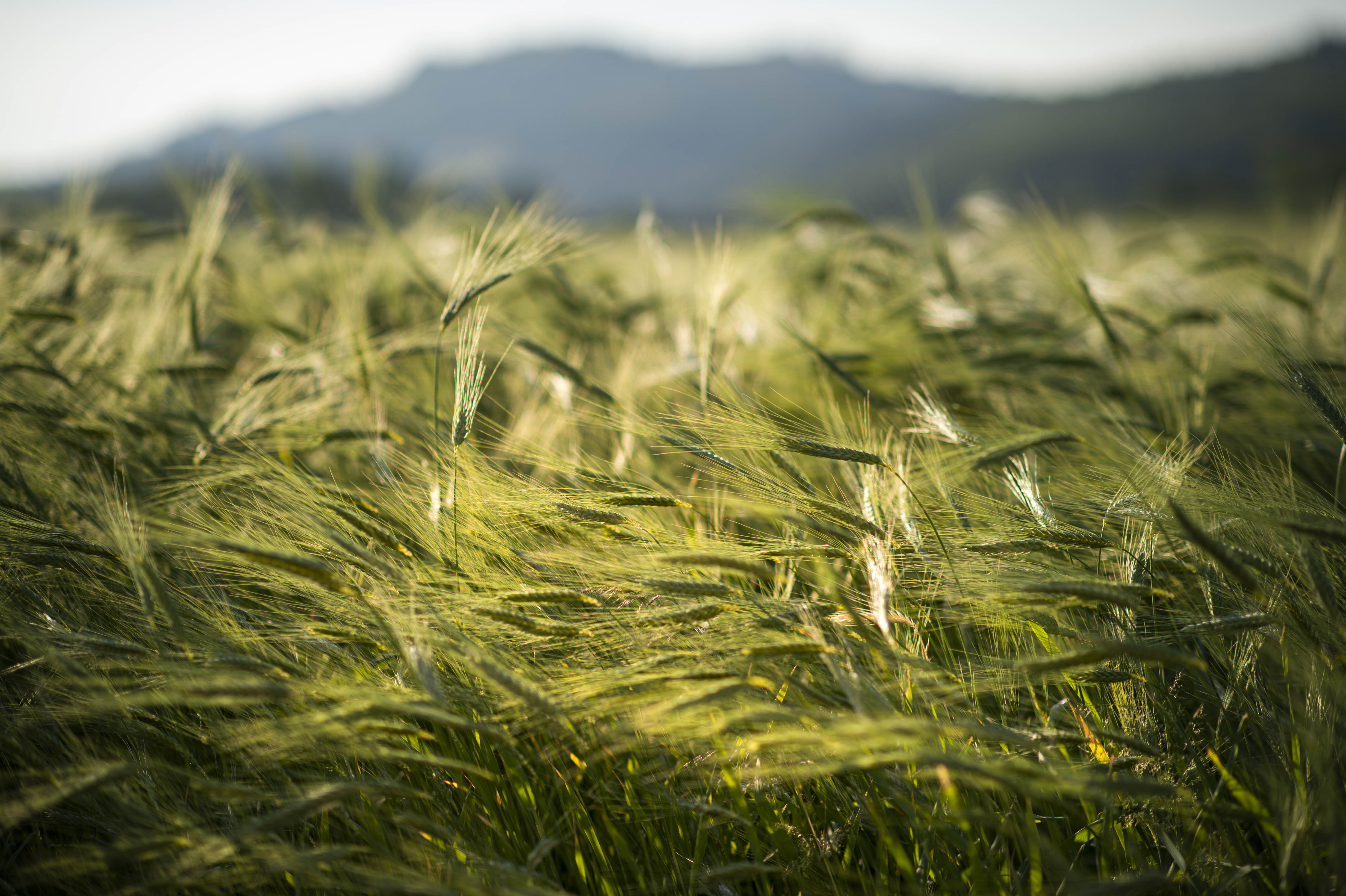 Emmer, Urdinkel & Johannisroggen in BIO-Qualität - Bio Getreide-Gartner ...