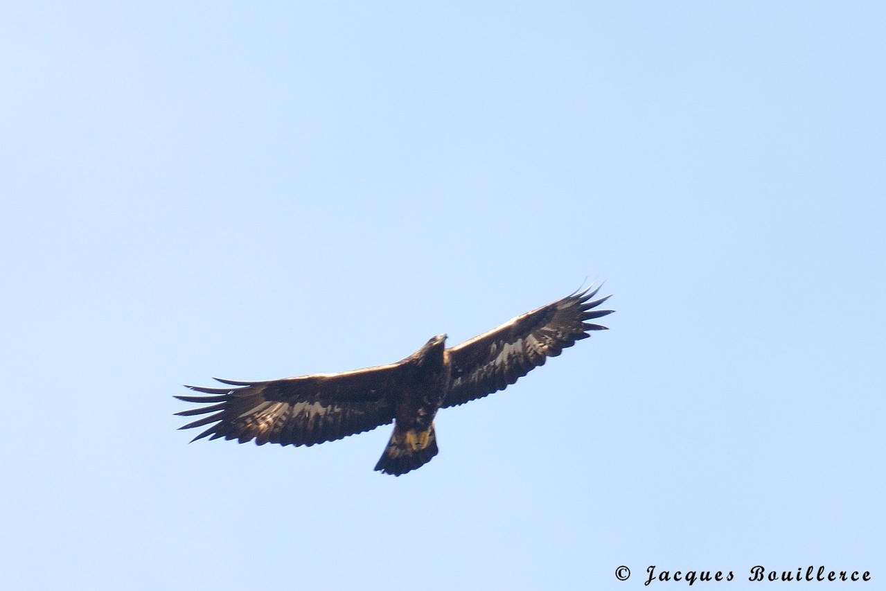 Aigle Royal En Vol Un Aigle Royal Est Né Dans Le Val De Travers