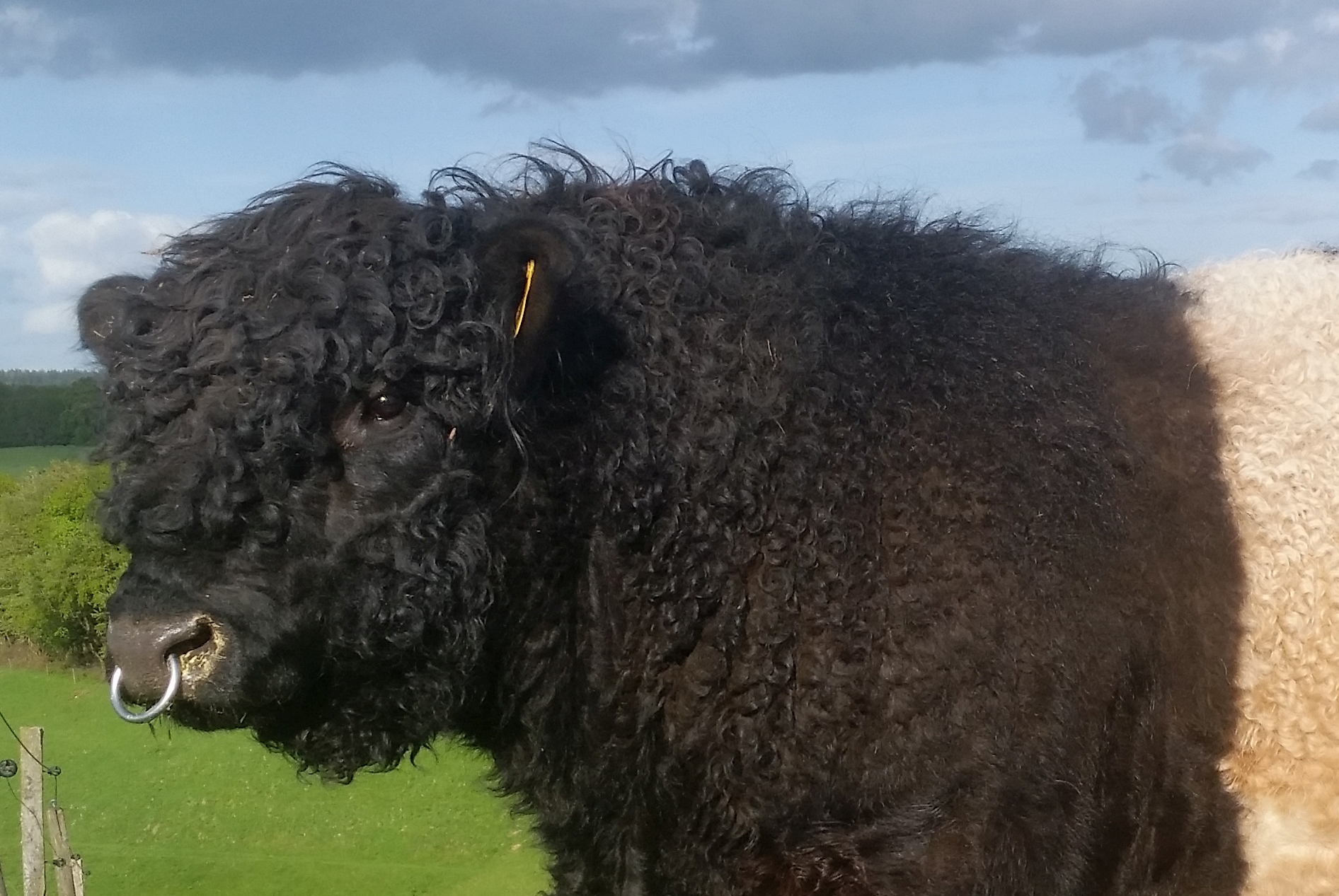 Bullen - Buehlhof-Belties