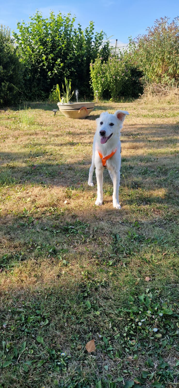 Kiana - saving-dogs e.V.
