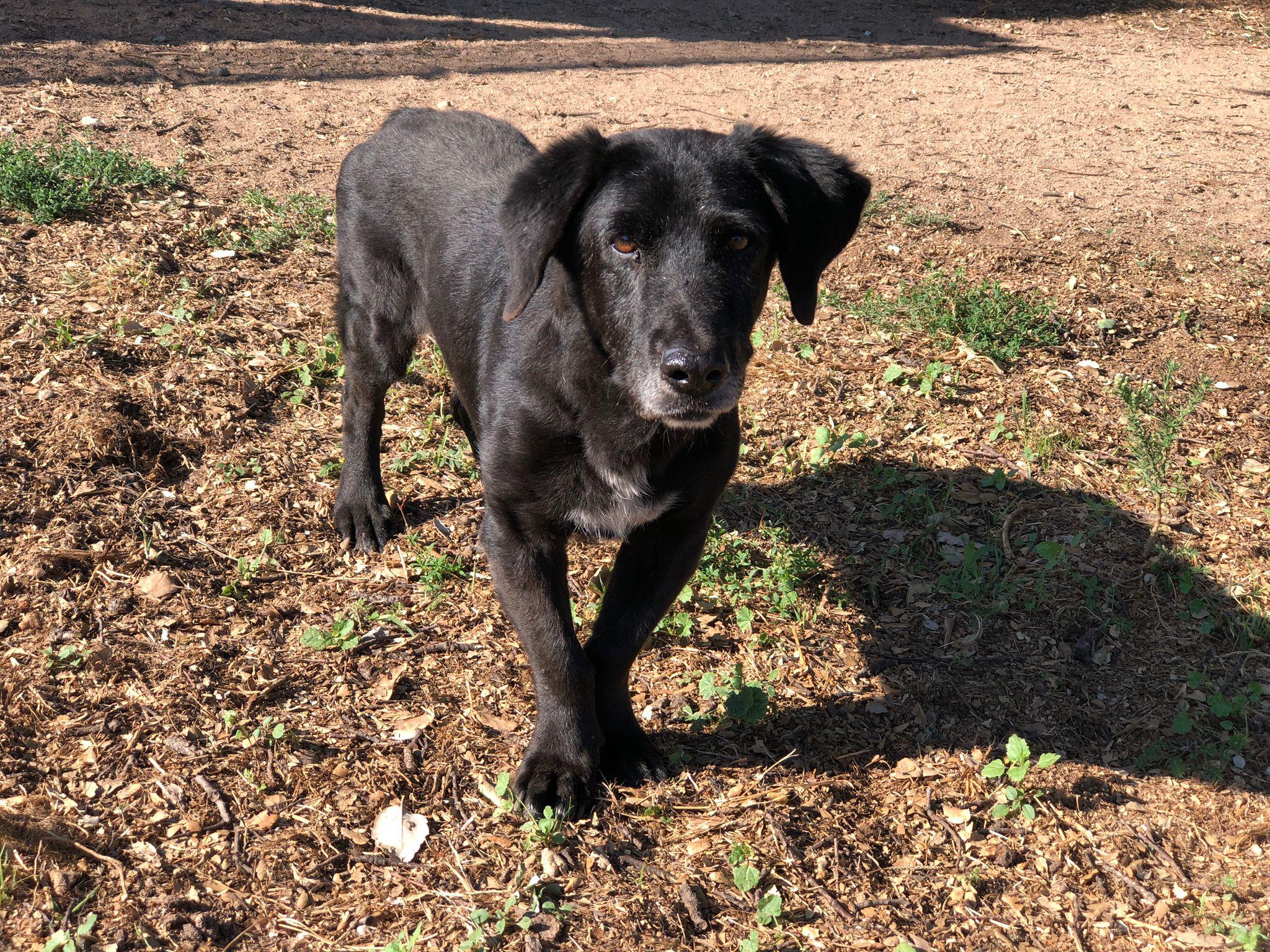 nala - saving-dogs e.V.