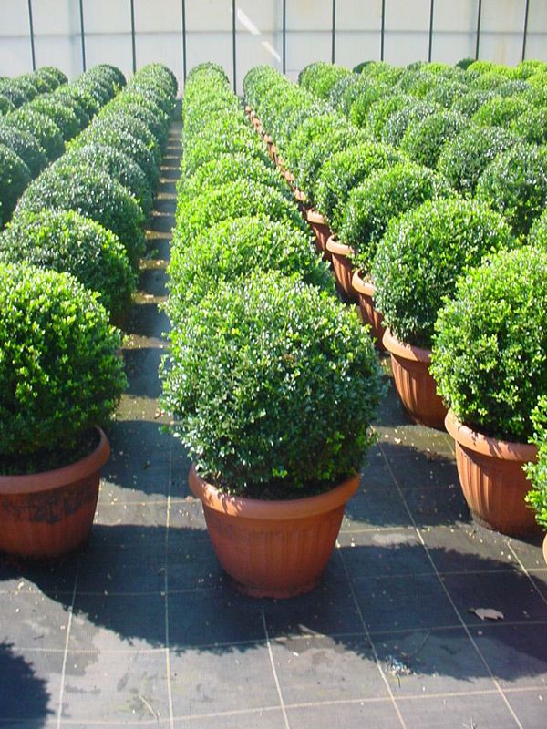 Ilex crenata 'Convexa' ball - Buy Plants Online Straight From The ...