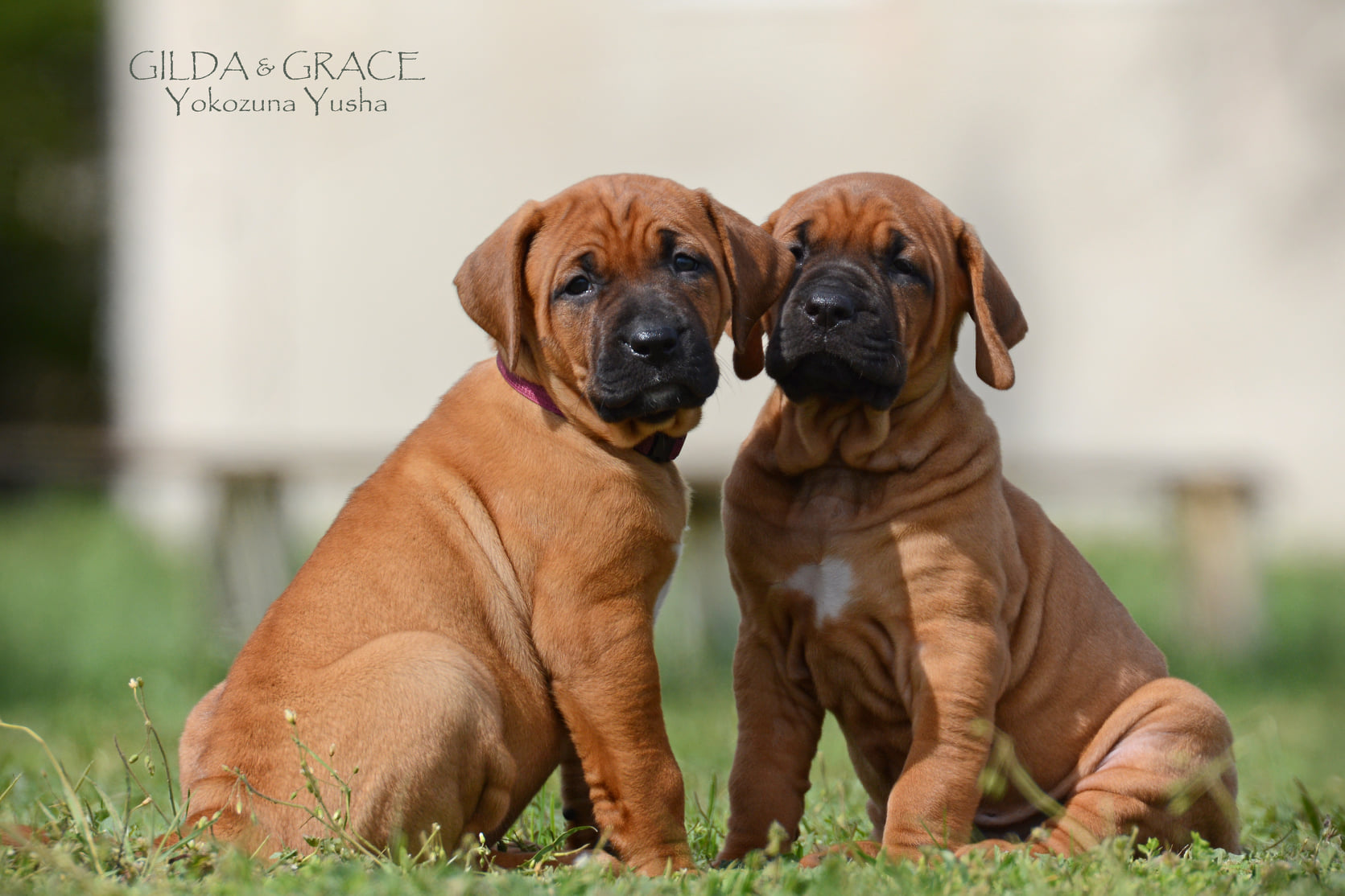How Much Is A Tosa Inu Puppy