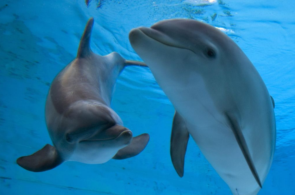 SCIENCE - Benvenuti su allaboutdolphins!