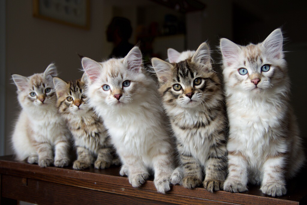 Les chatons des Monts Saian - Site de monts-saian