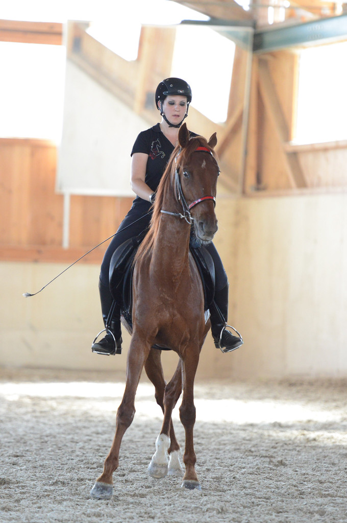 Dressur - Thomas Ritter - alexandra-gaugls Webseite!