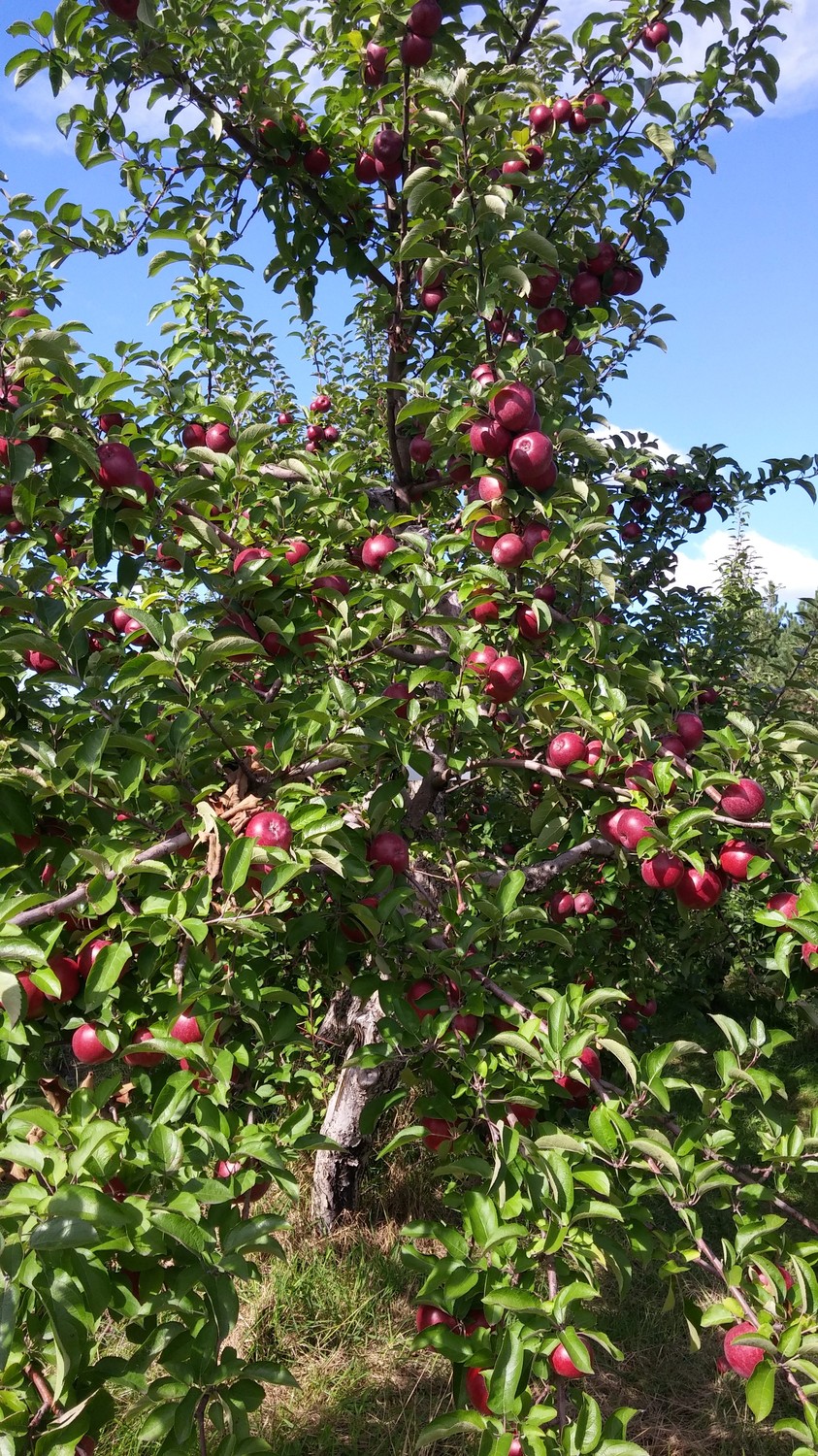 Le modèle RAI - Site de beatriceathus