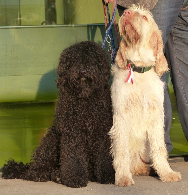 Internationale Hundeausstellung Graz - Erlebnisse rund um den Hund und ...