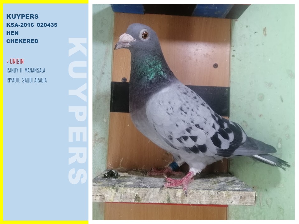 BREEDERS - websterloft.jimdo page!