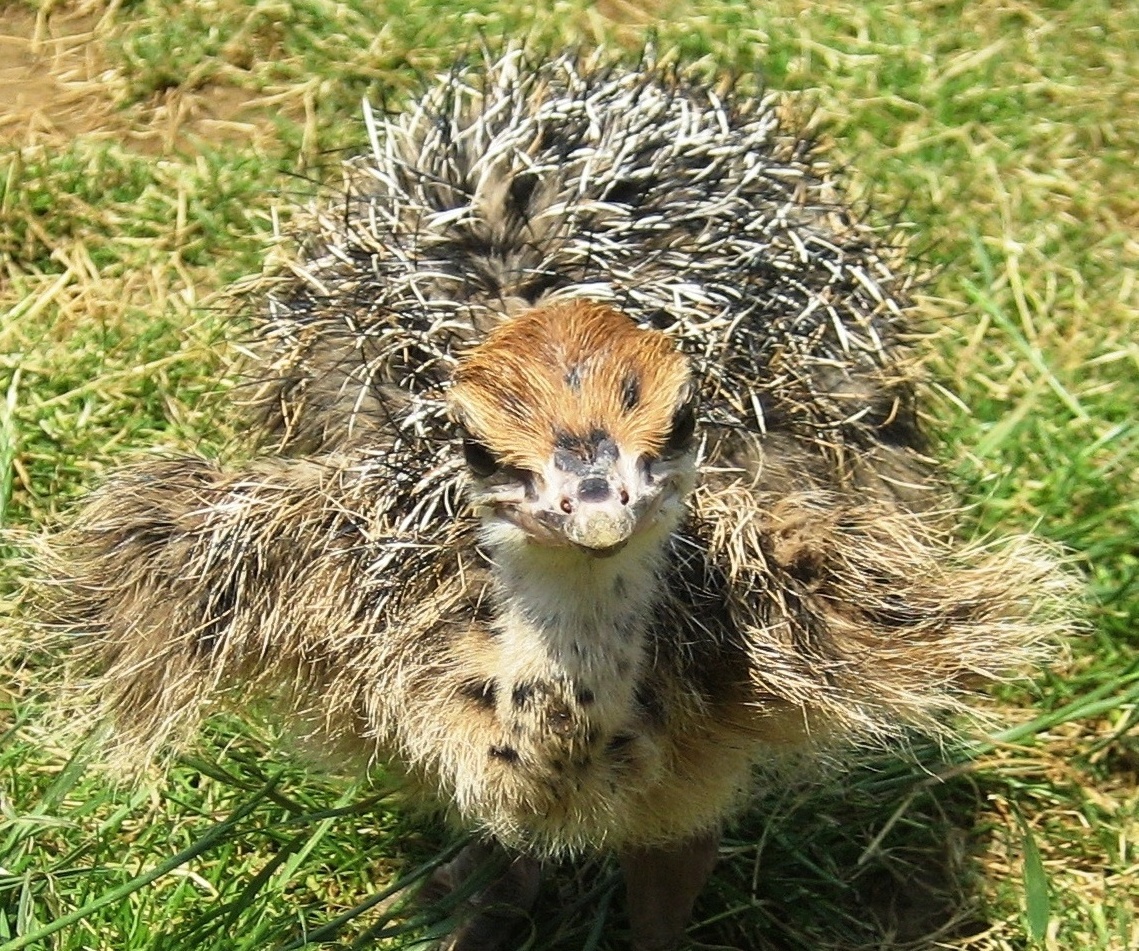 Palaeognathae - bird-phylogeny