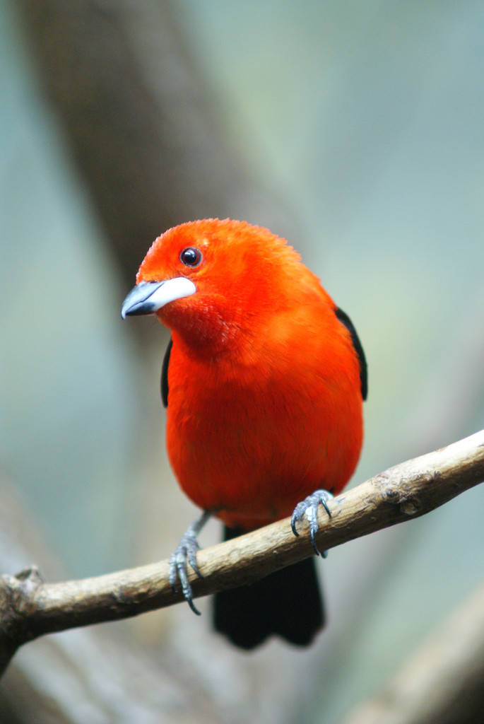 Passeriformes (perching birds) - bird-phylogeny