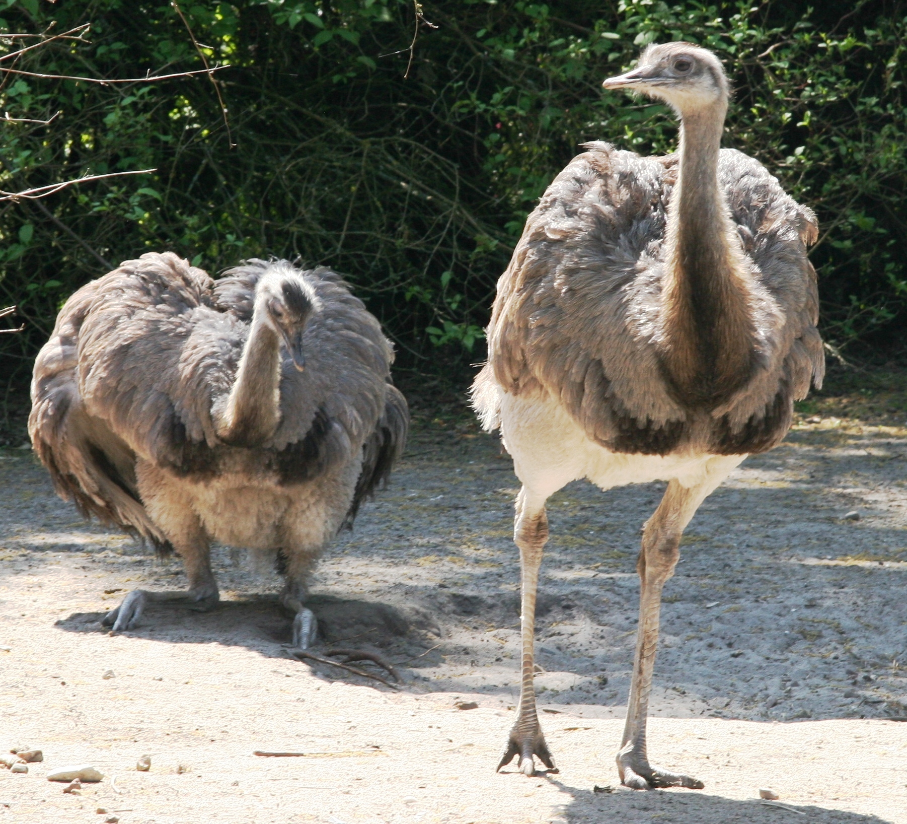 Palaeognathae - bird-phylogeny