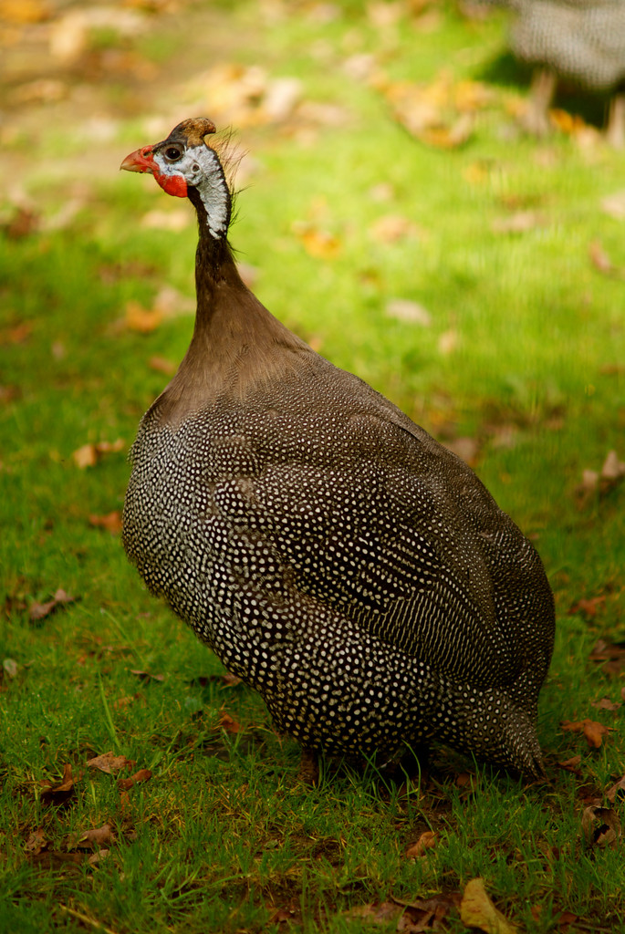 Galliformes (landfowl) - bird-phylogeny