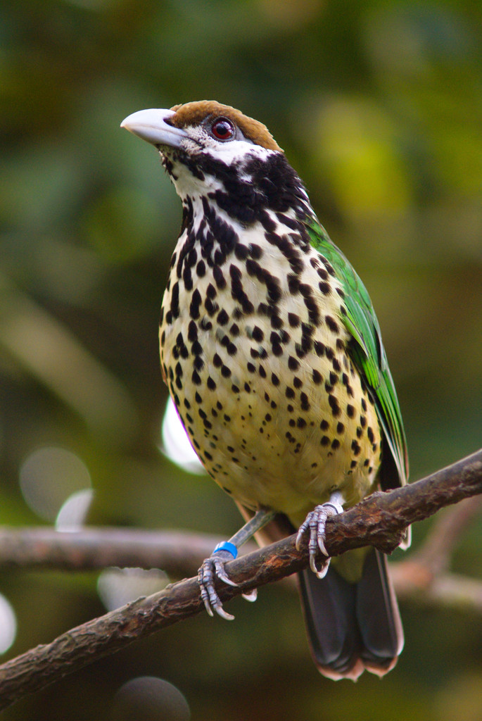 Passeriformes (perching birds) - bird-phylogeny