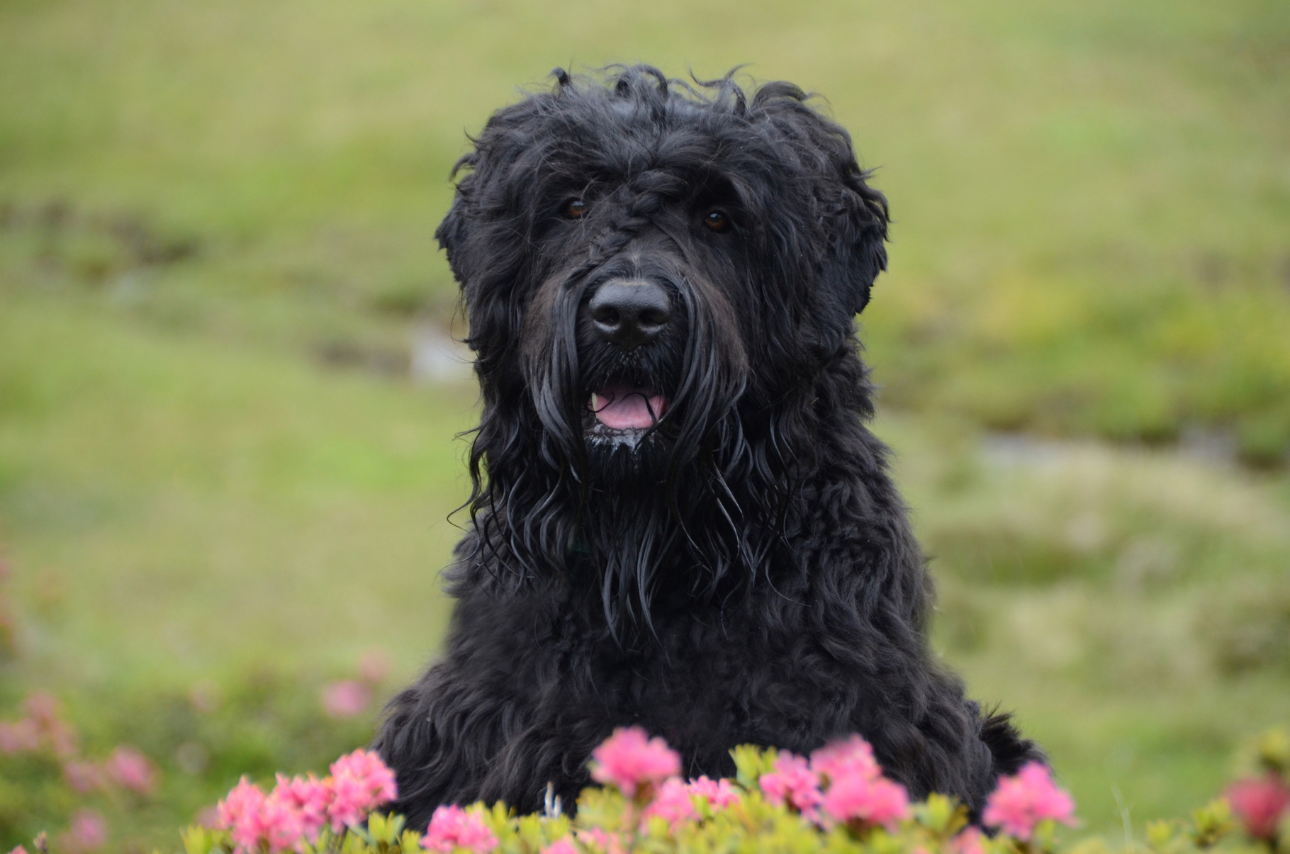 Die Rasse - Russische Terrier von den Bayerischen Bären