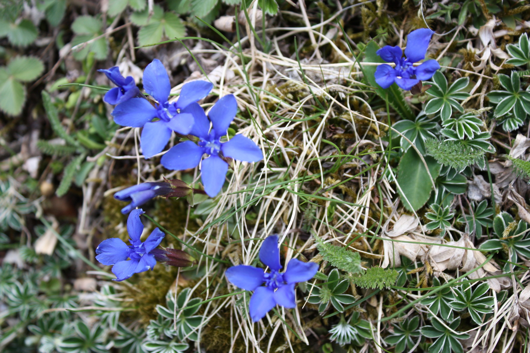 Bergblumen - Alp-Rotenbalm