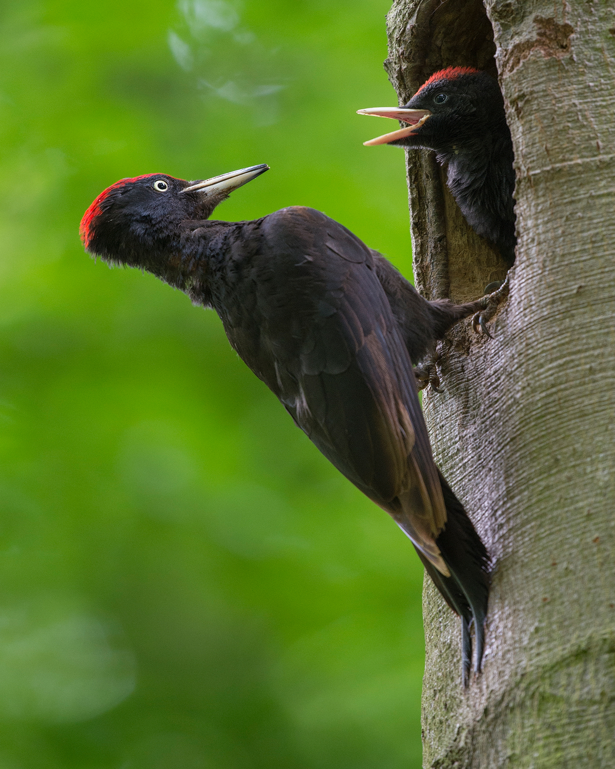 Spechte - Wildtierfotografie Jegen