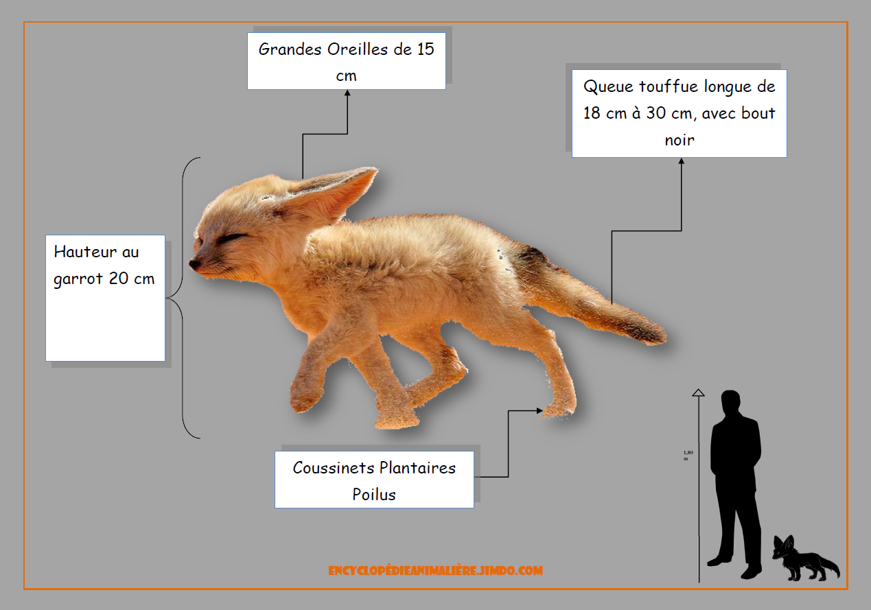 Fennec - L’encyclopédie-animalière