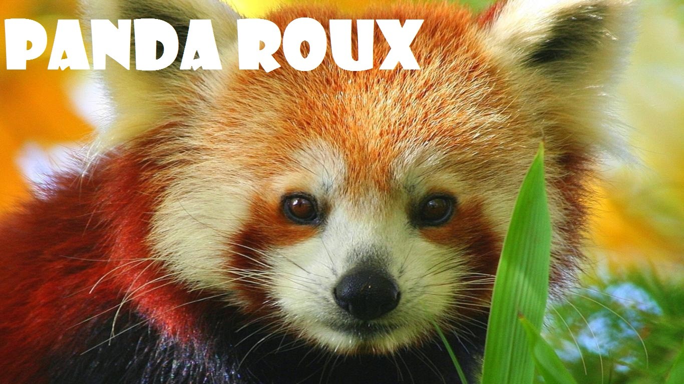Panda Roux - L’encyclopédie-animalière