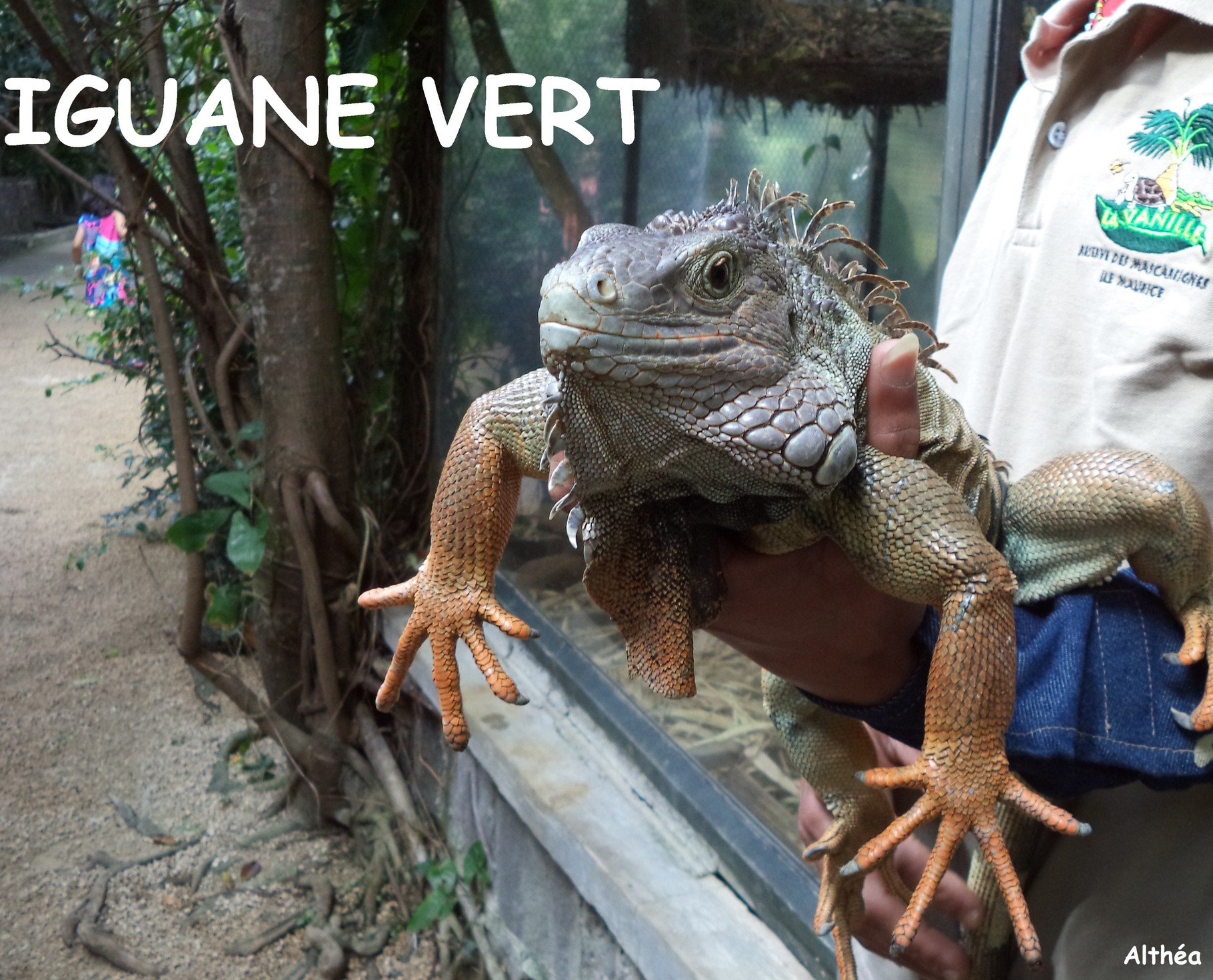 Iguane Vert - L’encyclopédie-animalière