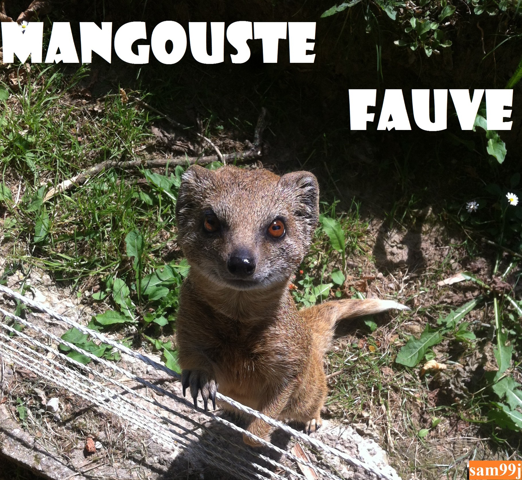 Mangouste Fauve - L’encyclopédie-animalière