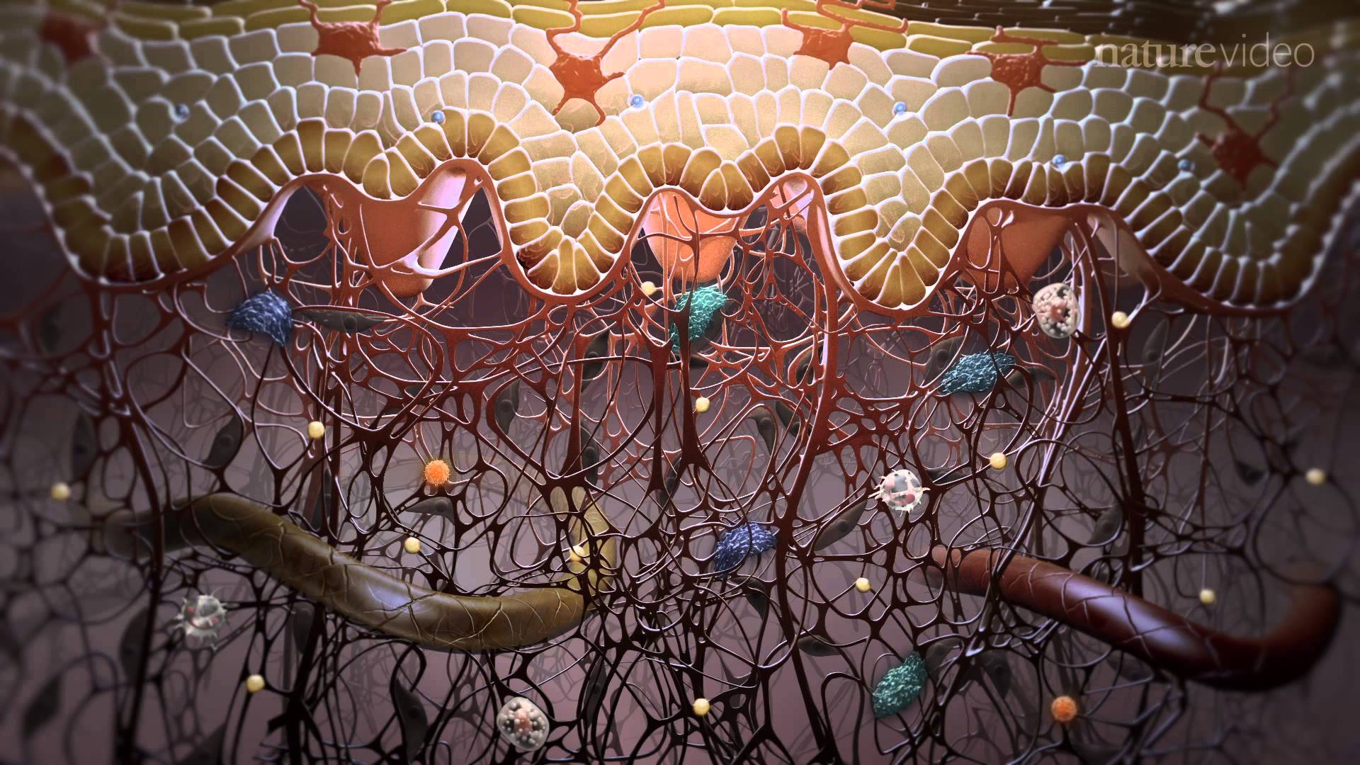 Escala de CHILD PUGH - Página web de pseudomonas