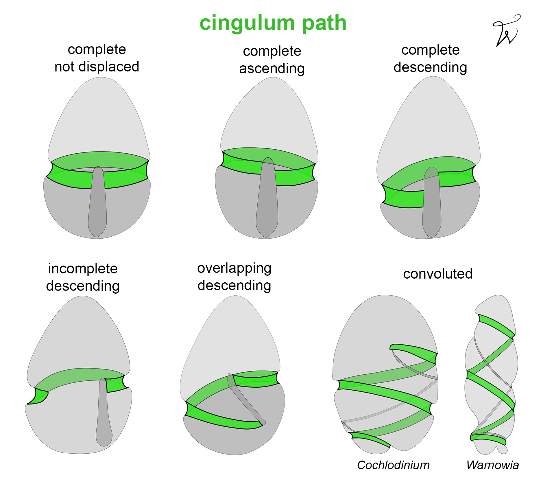 cingulum path - dinophytas Webseite!