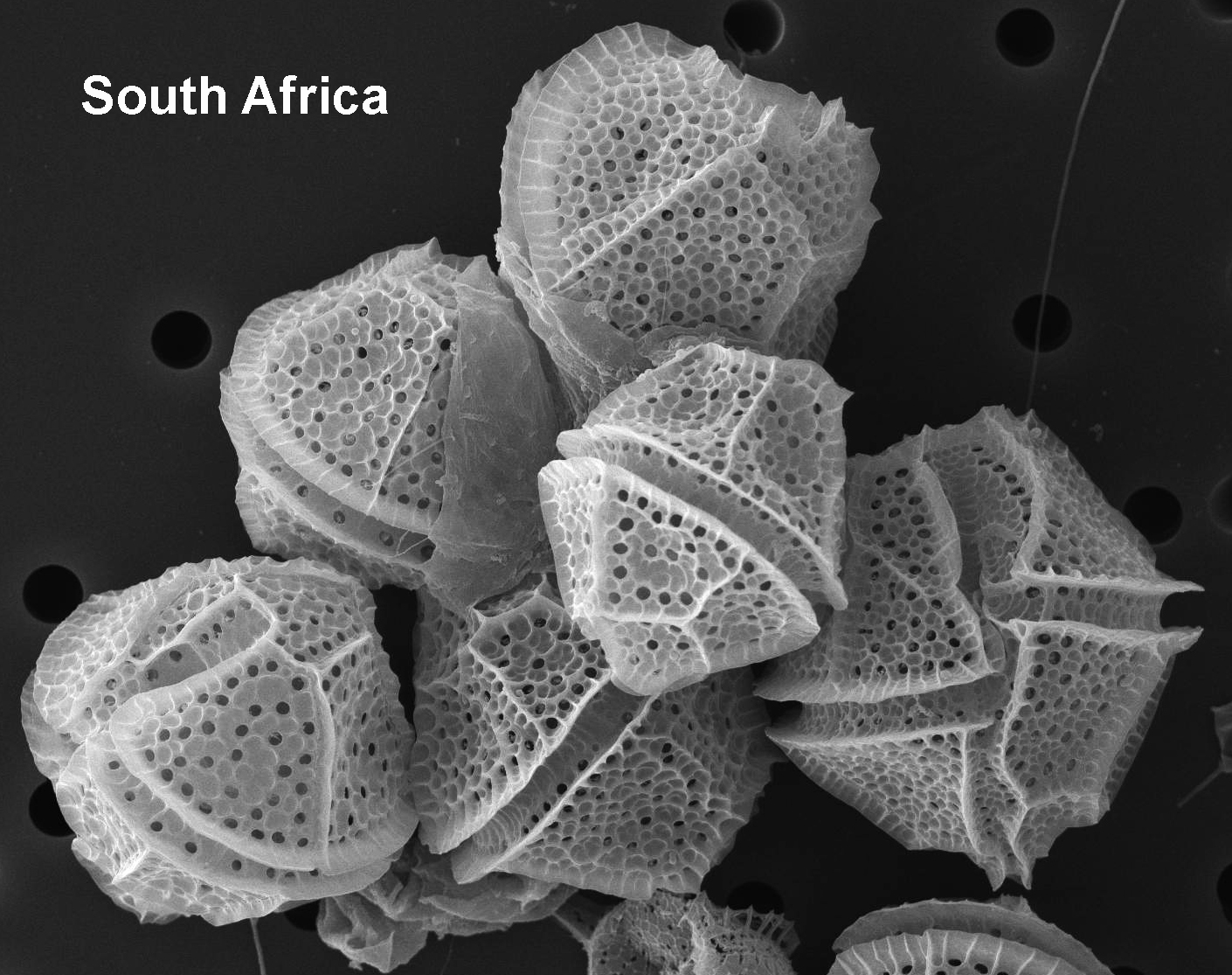 Reference Material - dinophytas Webseite!