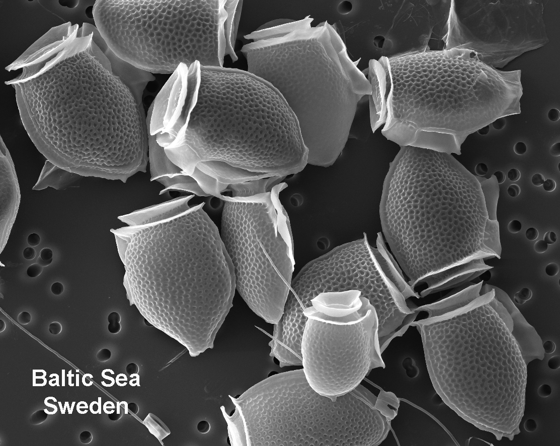 Reference Material - dinophytas Webseite!