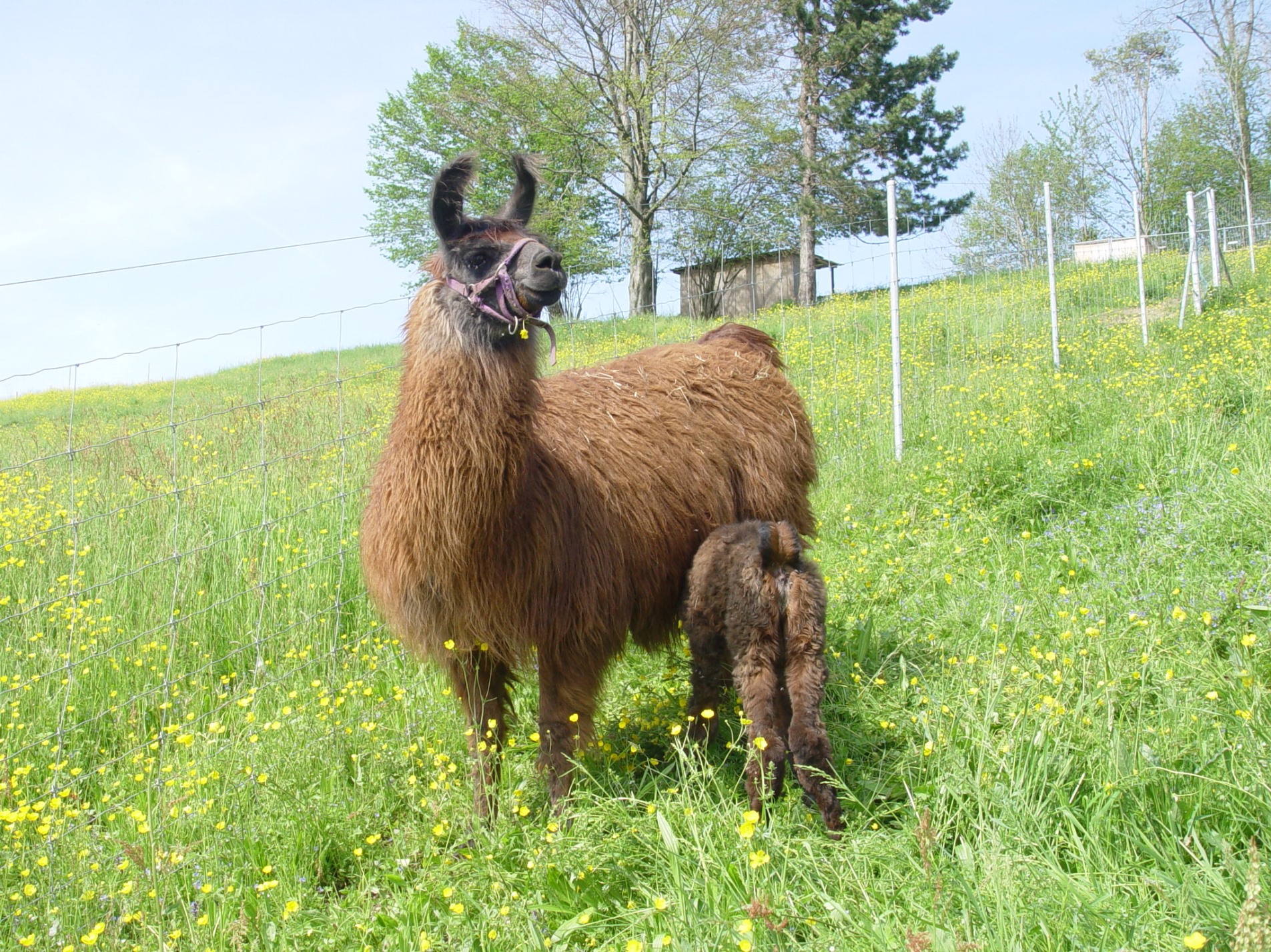 Kleine Lamakunde - Lama Farm YACANA - Gossau ZH