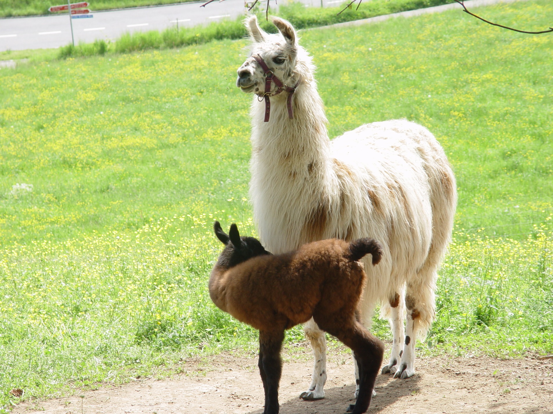 Laden - Lama Farm YACANA - Gossau ZH