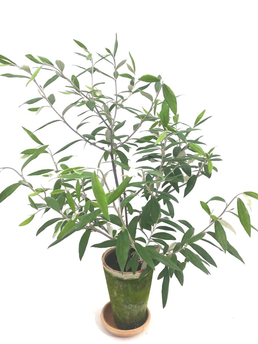 COROKIA buddleioides - wolfgartenbau