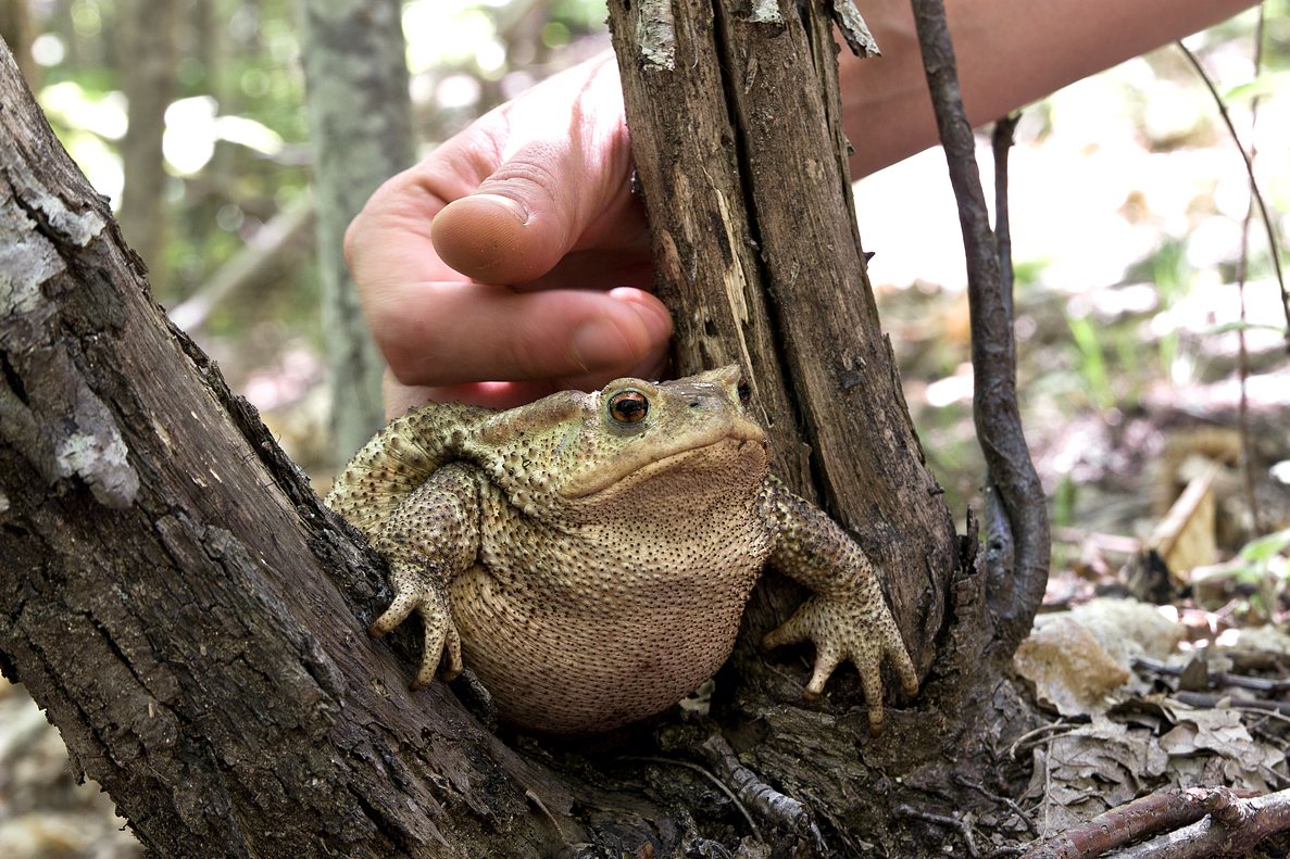Selvatica - Benvenuti su Selvatica - Cosmesi e Natura!