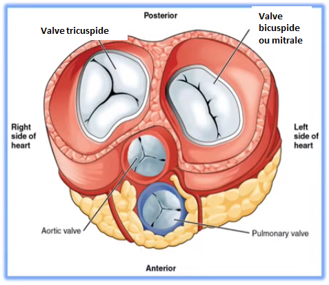 Anatomie du cœur - TPE coeur CARMAT artificiel - 2016 Paul et Morgane KJU