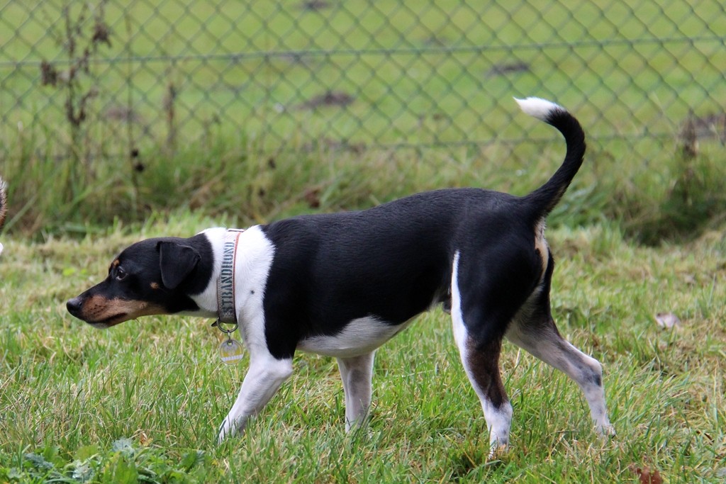 Dansky-Treffen in Norddeutschland - dansk svensk gardhund welpen ...