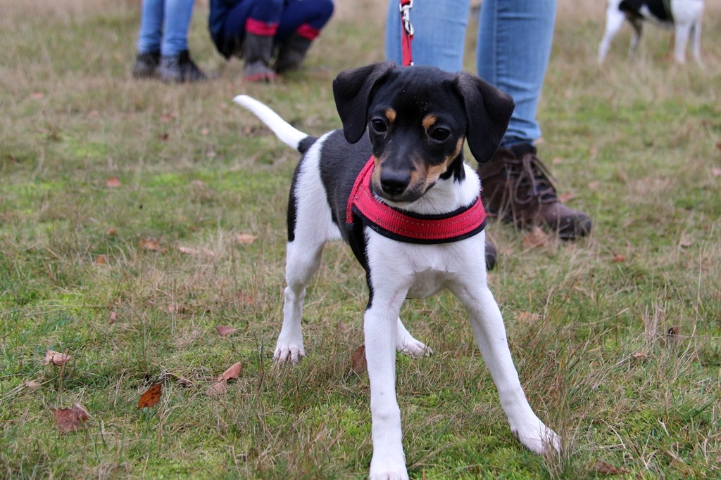 Dansky-Treffen in Norddeutschland - dansk svensk gardhund welpen ...