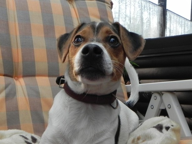 Dansk Svensk Gardhund - dansk svensk gardhund welpen Züchter Danskie ...