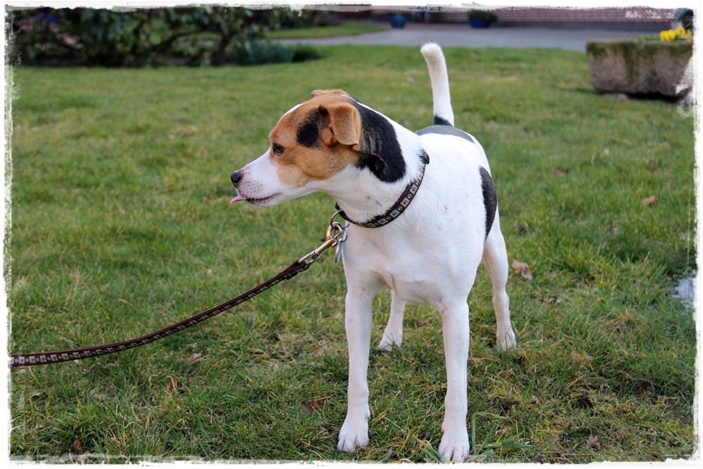 In Deutschland lebende Dansk/Svensk Gardhunde - dansk svensk gardhund ...